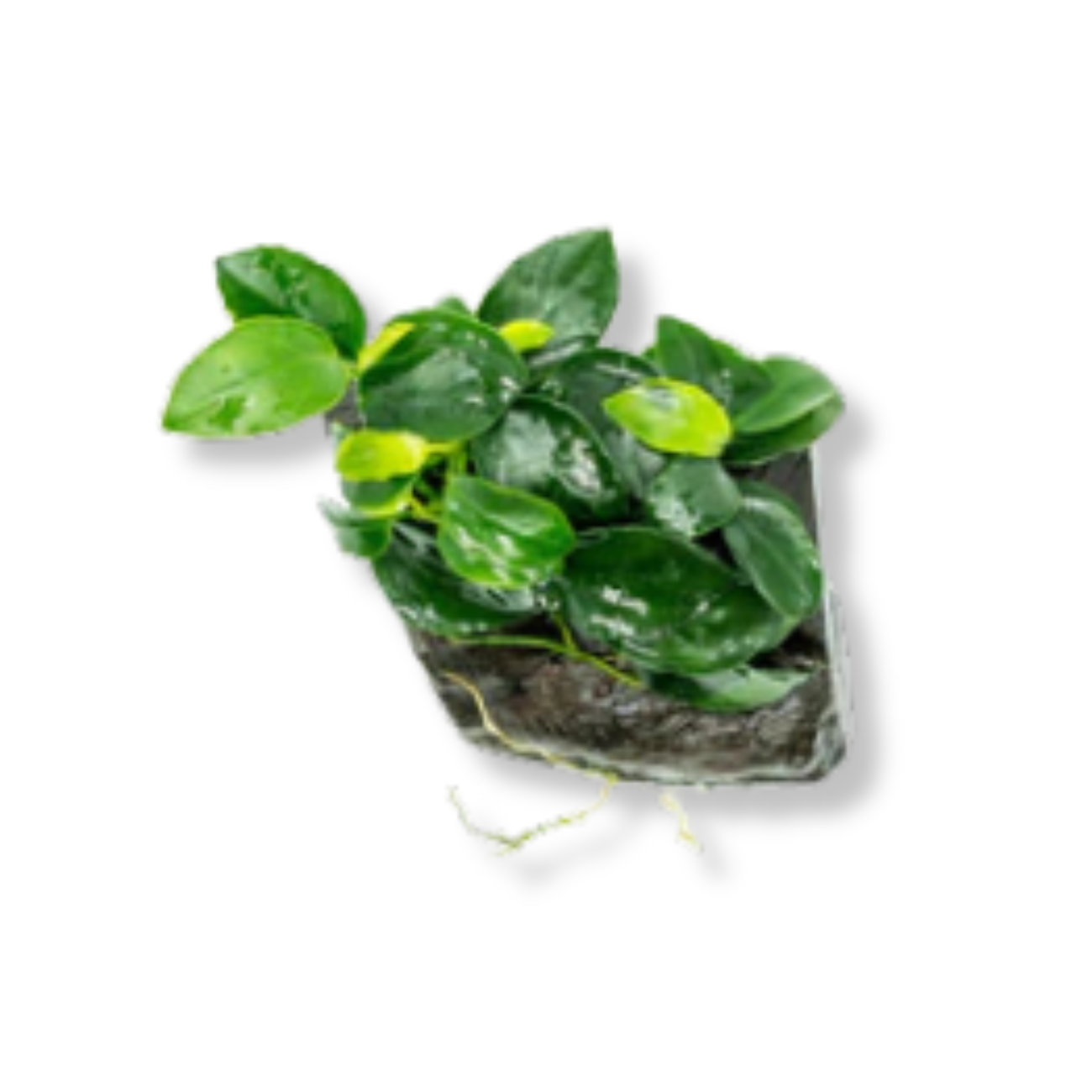 Anubias Nana Petite en Mangle Chico – Alfa Plants Shrimps México