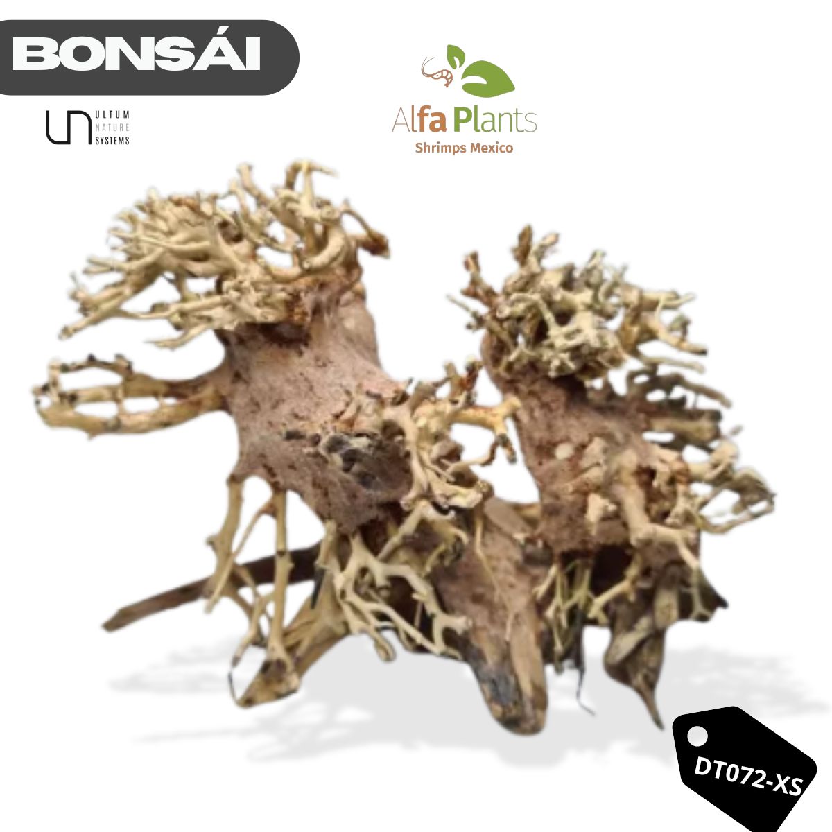 Bonsái DT072 – Alfa Plants Shrimps México