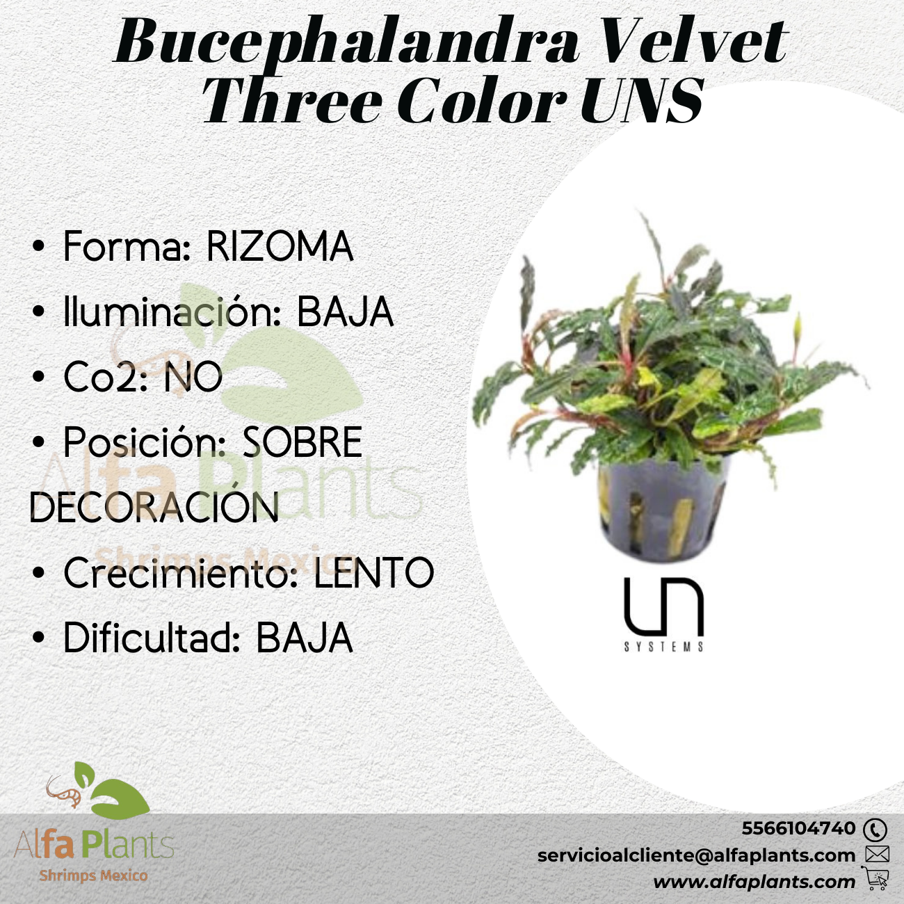 Bucephalandra Velvet Three Color – Alfa Plants Shrimps México