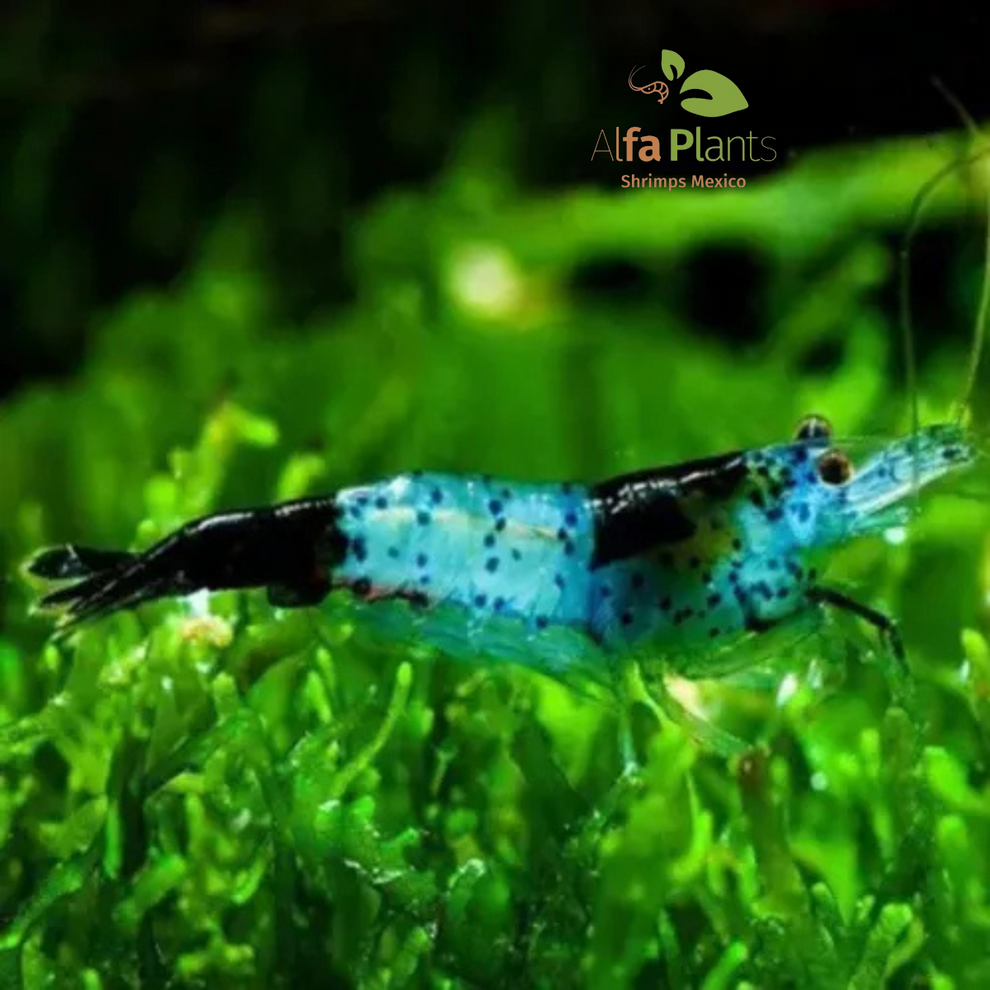 Neocaridina Blue Carbon Rili – Alfa Plants Shrimps México