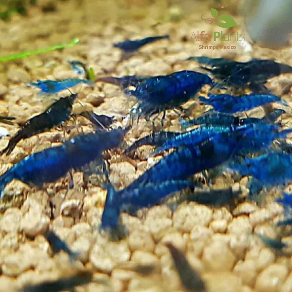 Neocaridina Blue Diamond – Alfa Plants Shrimps México