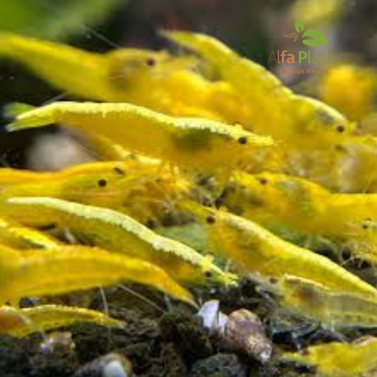 Neocaridina Yellow Golden Back 24K – Alfa Plants Shrimps México