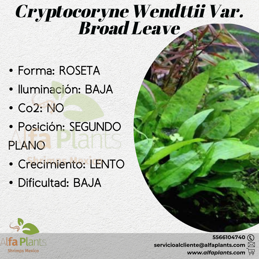 Cryptocoryne – Alfa Plants Shrimps México