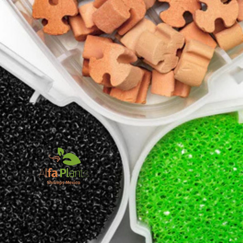 Delta Ultum Nature Systems – Alfa Plants Shrimps México