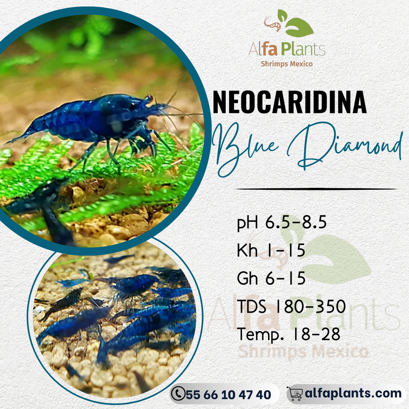 Neocaridina Blue Diamond – Alfa Plants Shrimps México