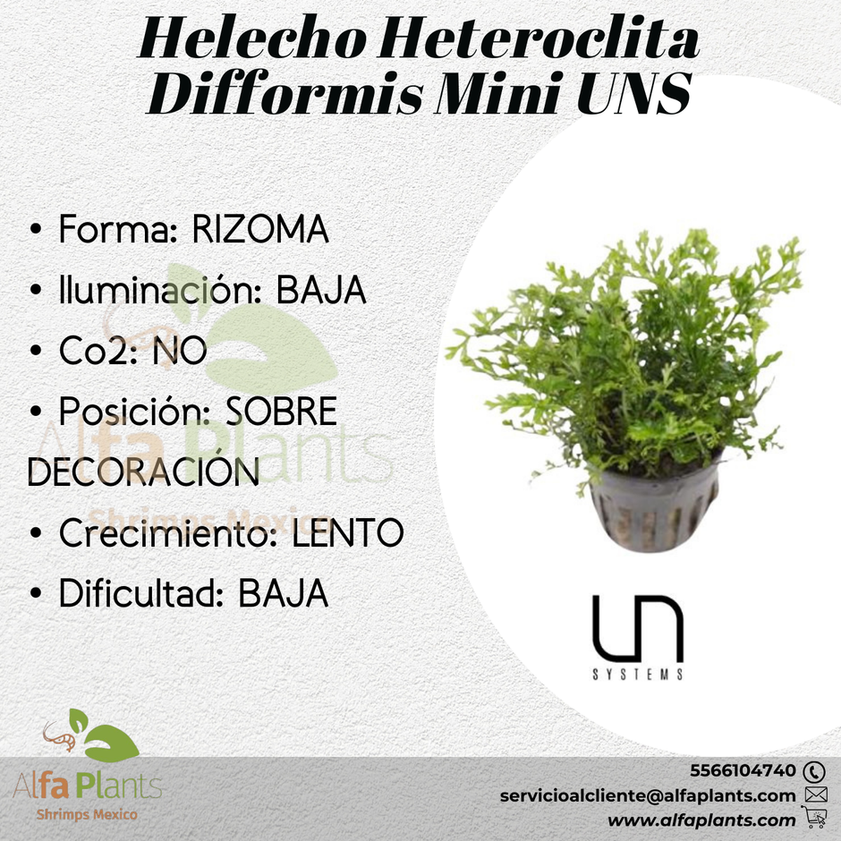 Helechos – Alfa Plants Shrimps México