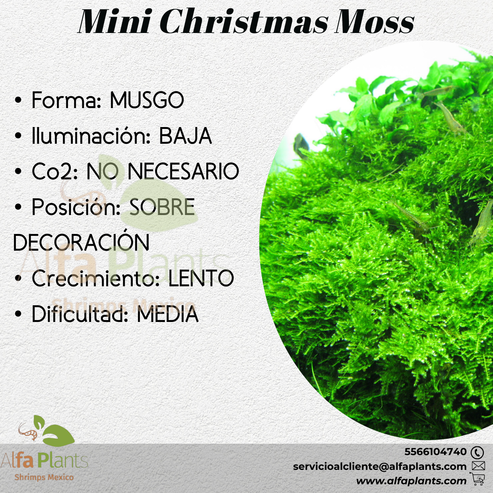 Christmas Moss – Alfa Plants Shrimps México