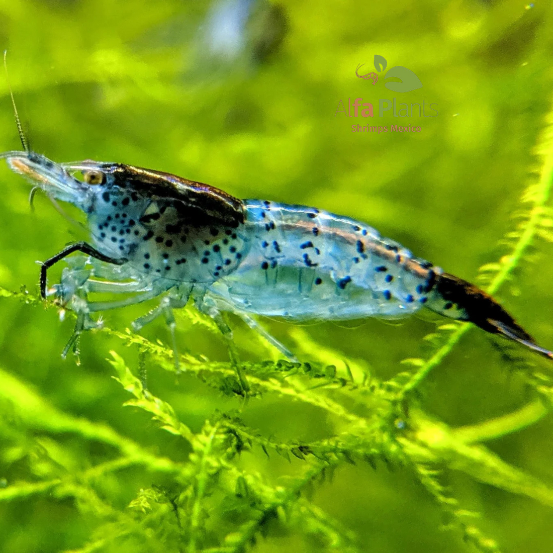 Neocaridina Blue Carbon Rili – Alfa Plants Shrimps México