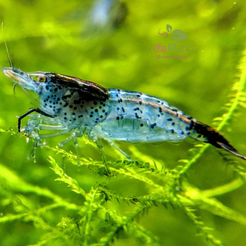 Neocaridina Blue Carbon Rili – Alfa Plants Shrimps México