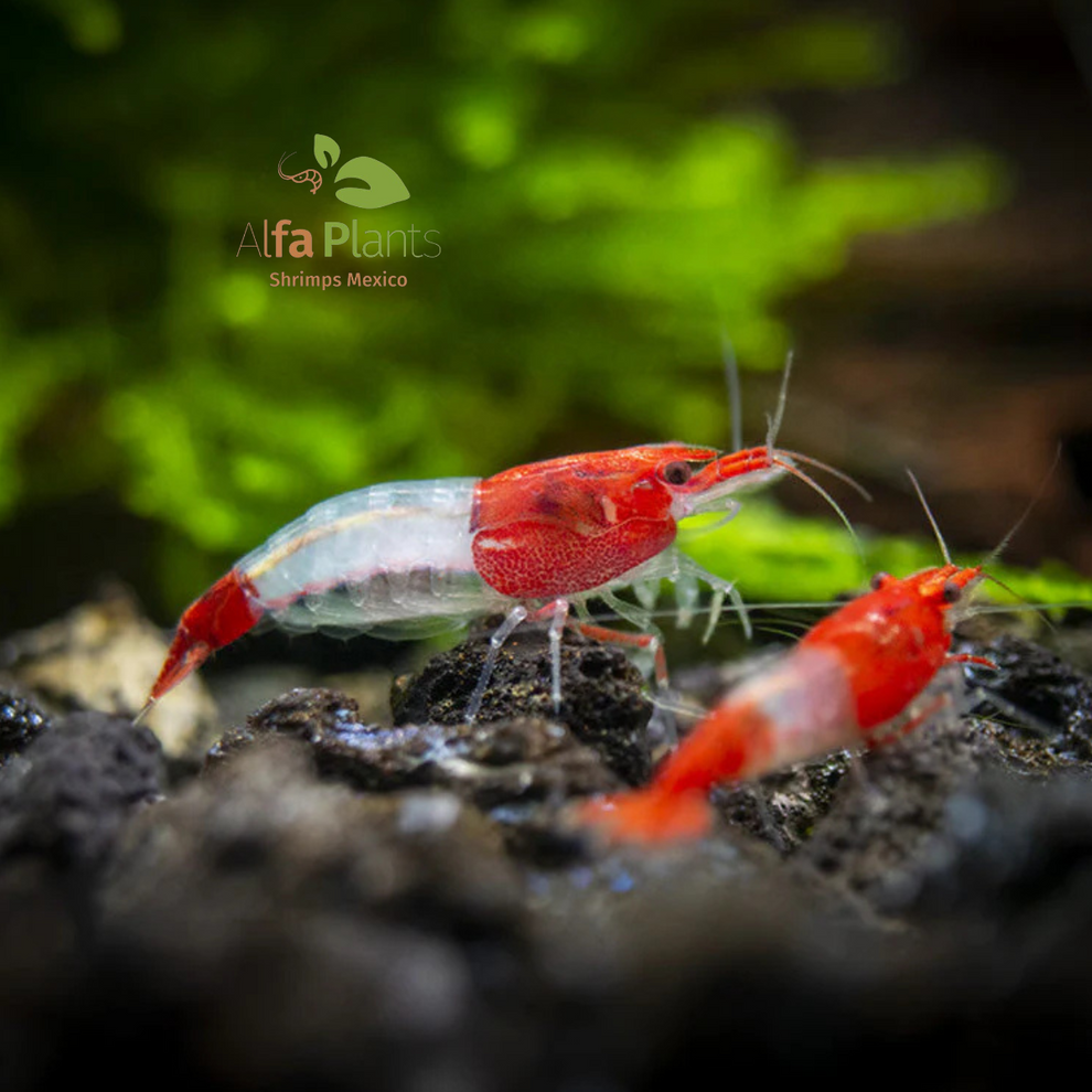 Neocaridina Red Rili – Alfa Plants Shrimps México