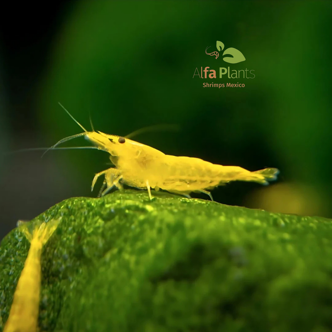 Neocaridina Yellow Golden Back 24K – Alfa Plants Shrimps México