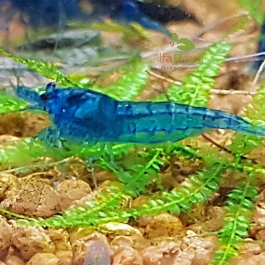 Neocaridina Blue Velvet – Alfa Plants Shrimps México