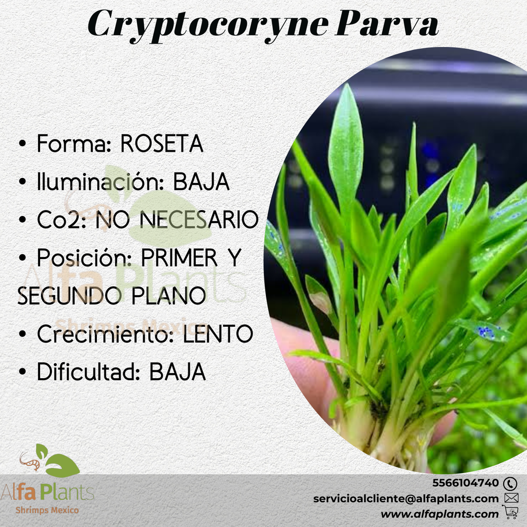 Cryptocoryne – Alfa Plants Shrimps México
