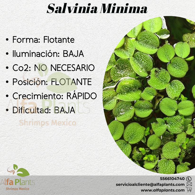 Salvinia Minima – Alfa Plants Shrimps México