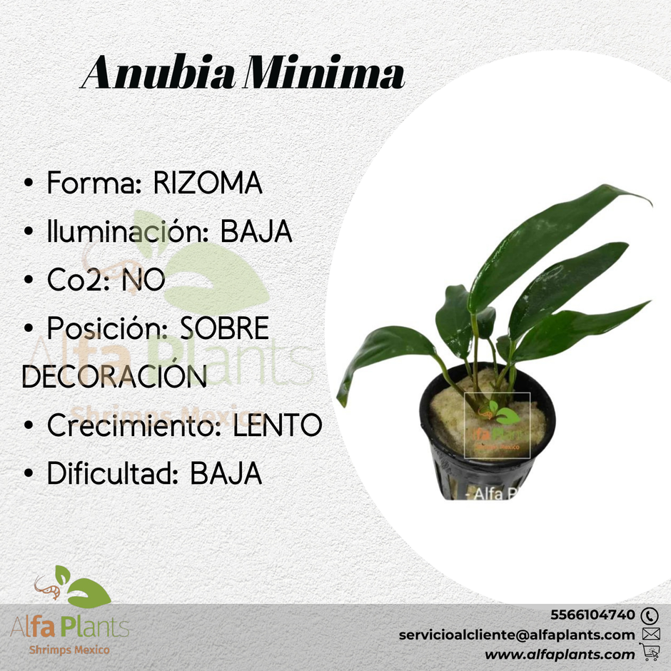 Anubias – Alfa Plants Shrimps México
