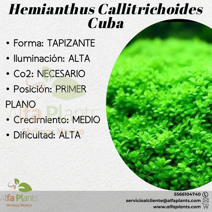 Tapizantes – Alfa Plants Shrimps México