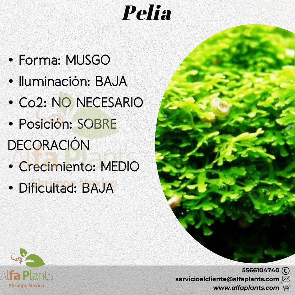 Musgos – Alfa Plants Shrimps México