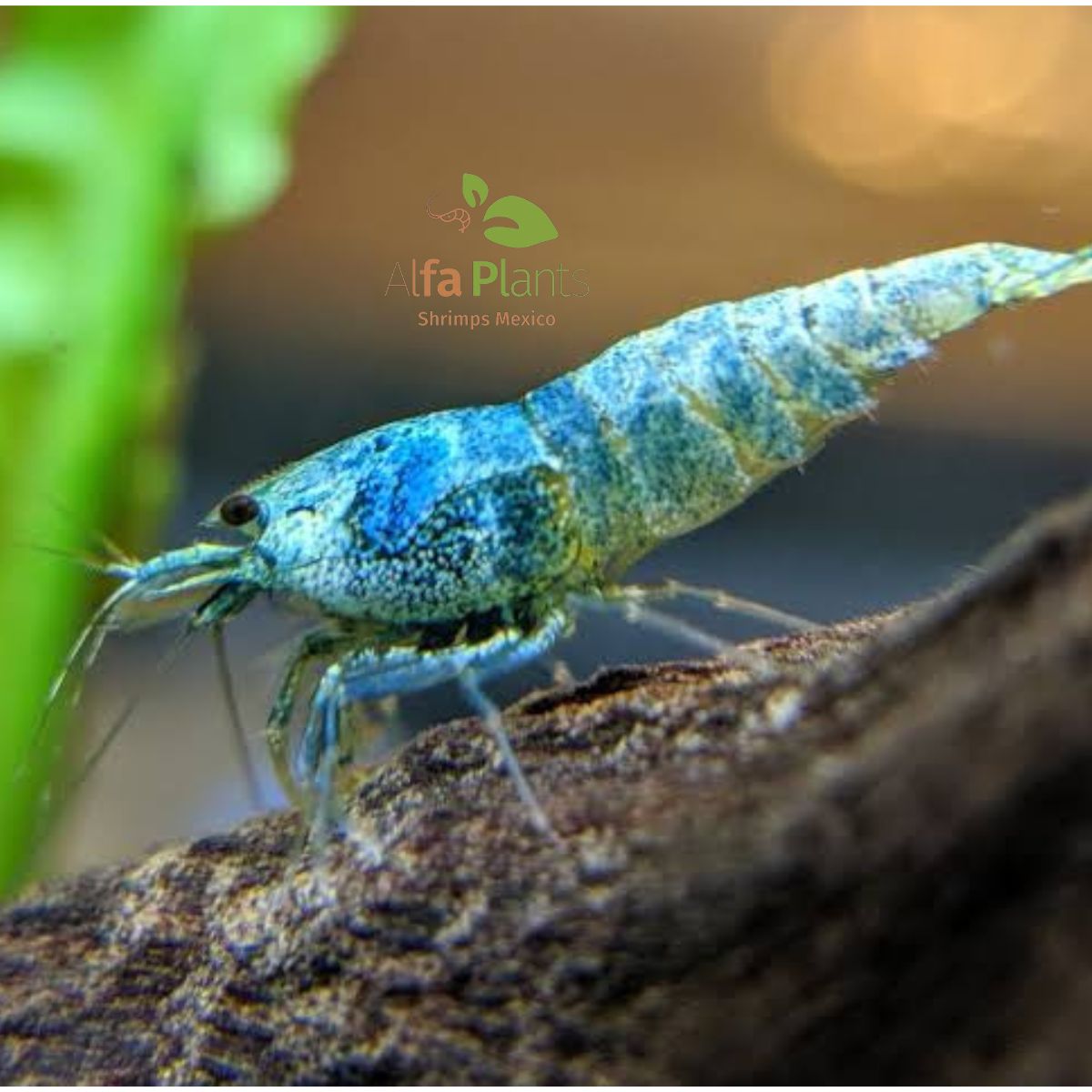 Caridina Blue Bolt – Alfa Plants Shrimps México