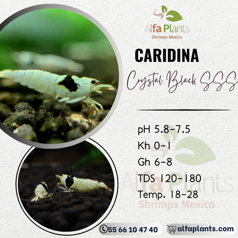 Caridina Crystal Black SSS – Alfa Plants Shrimps México