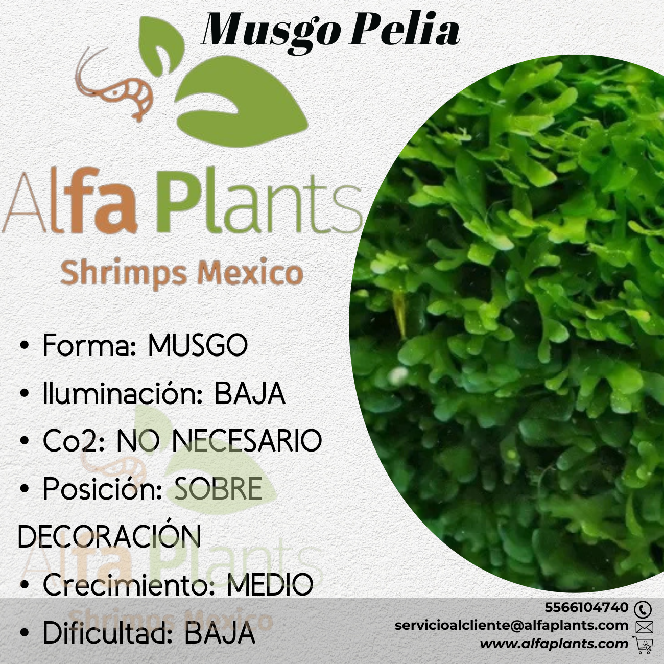 Musgo Pelia – Alfa Plants Shrimps México