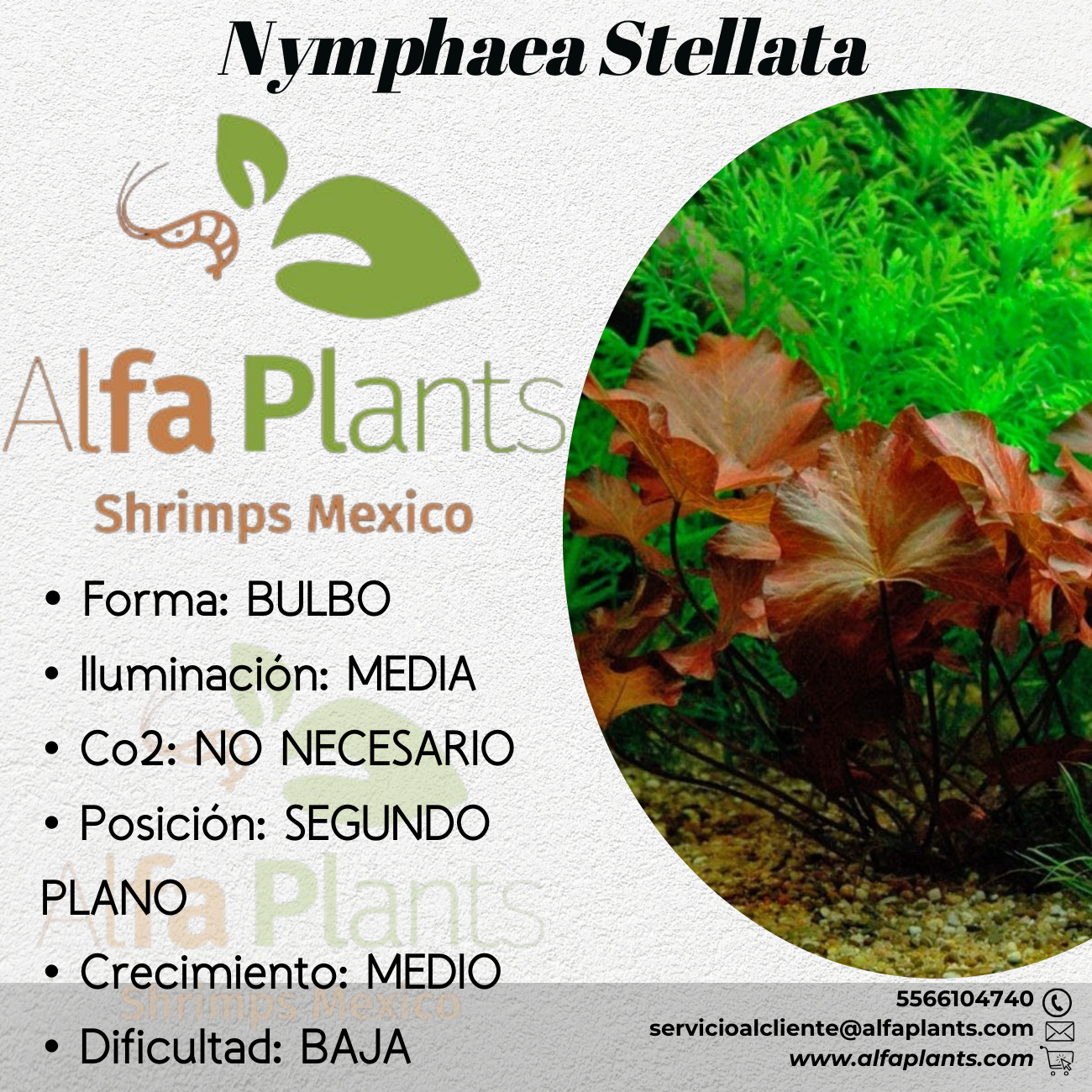 Nymphaea Stellata – Alfa Plants Shrimps México