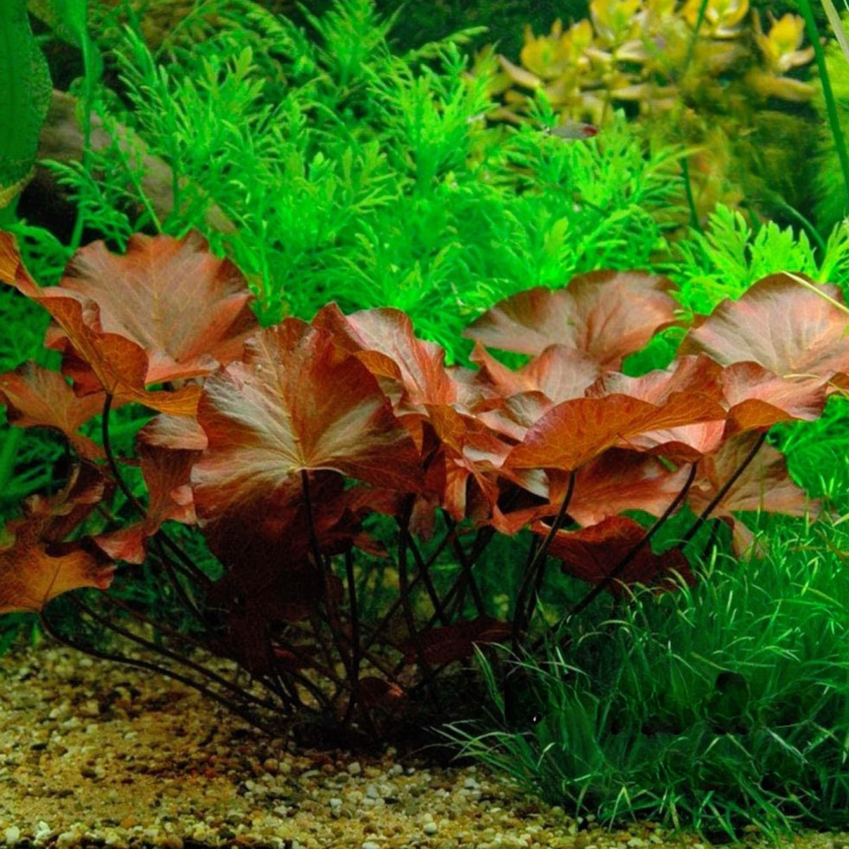 Nymphaea Stellata – Alfa Plants Shrimps México