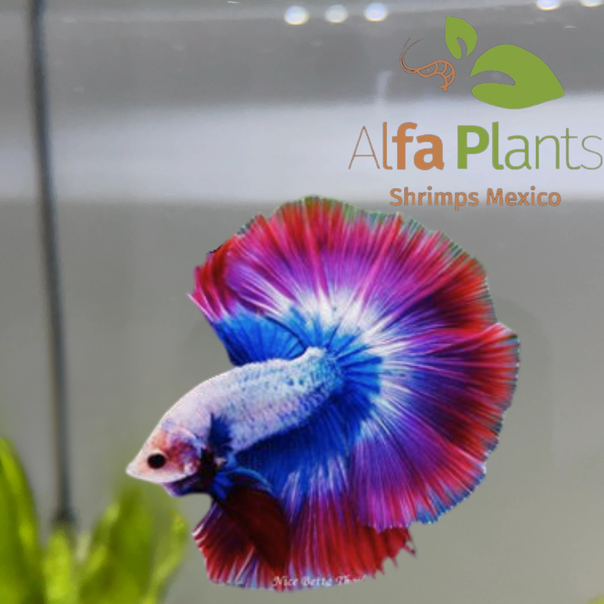 Pez Betta Half Moon Bandera de Tailandia – Alfa Plants Shrimps México