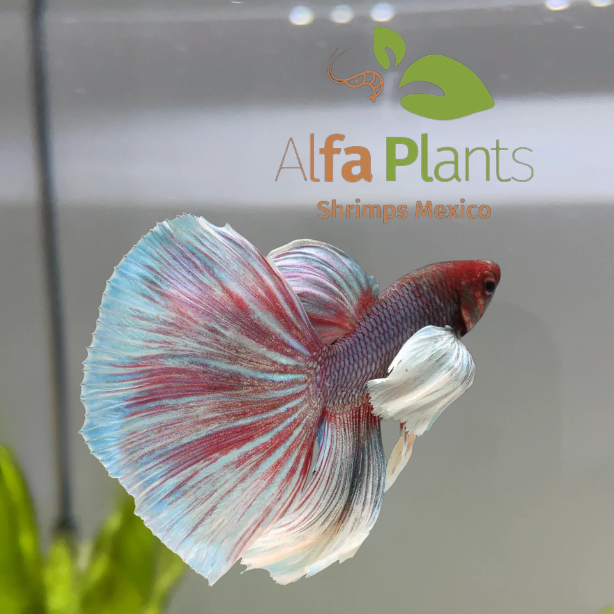 Pez Betta Half Moon Dumbo – Alfa Plants Shrimps México