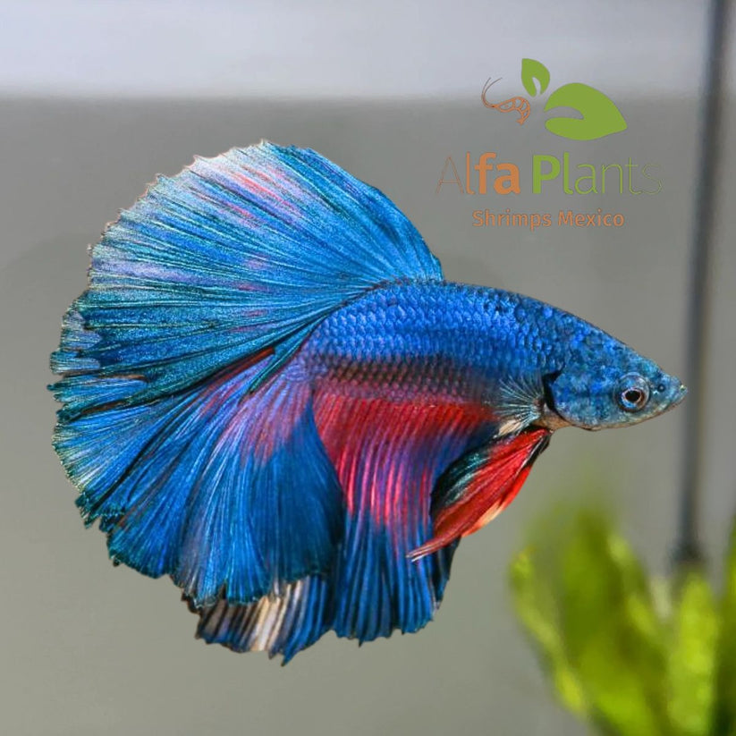 Pez Betta Half Moon Grado A Macho – Alfa Plants Shrimps México