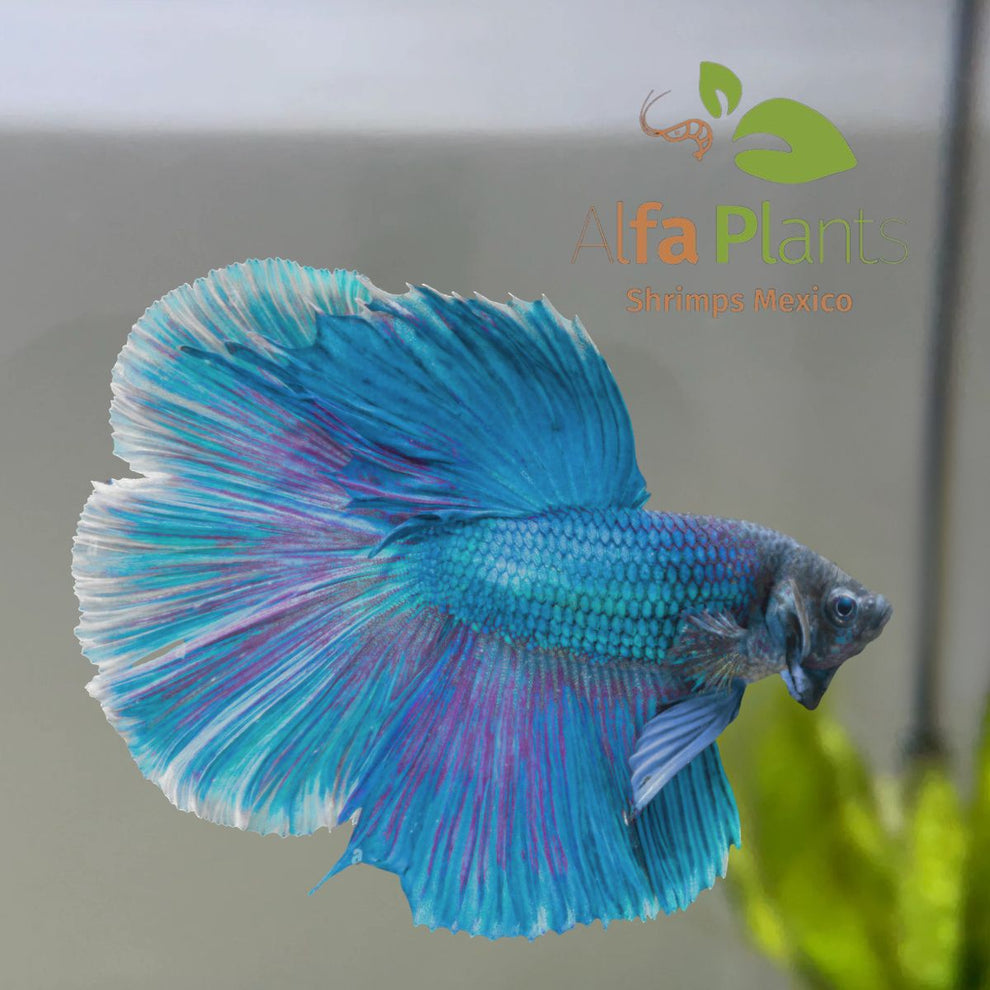 Pez Betta Half Moon Grado A Macho – Alfa Plants Shrimps México