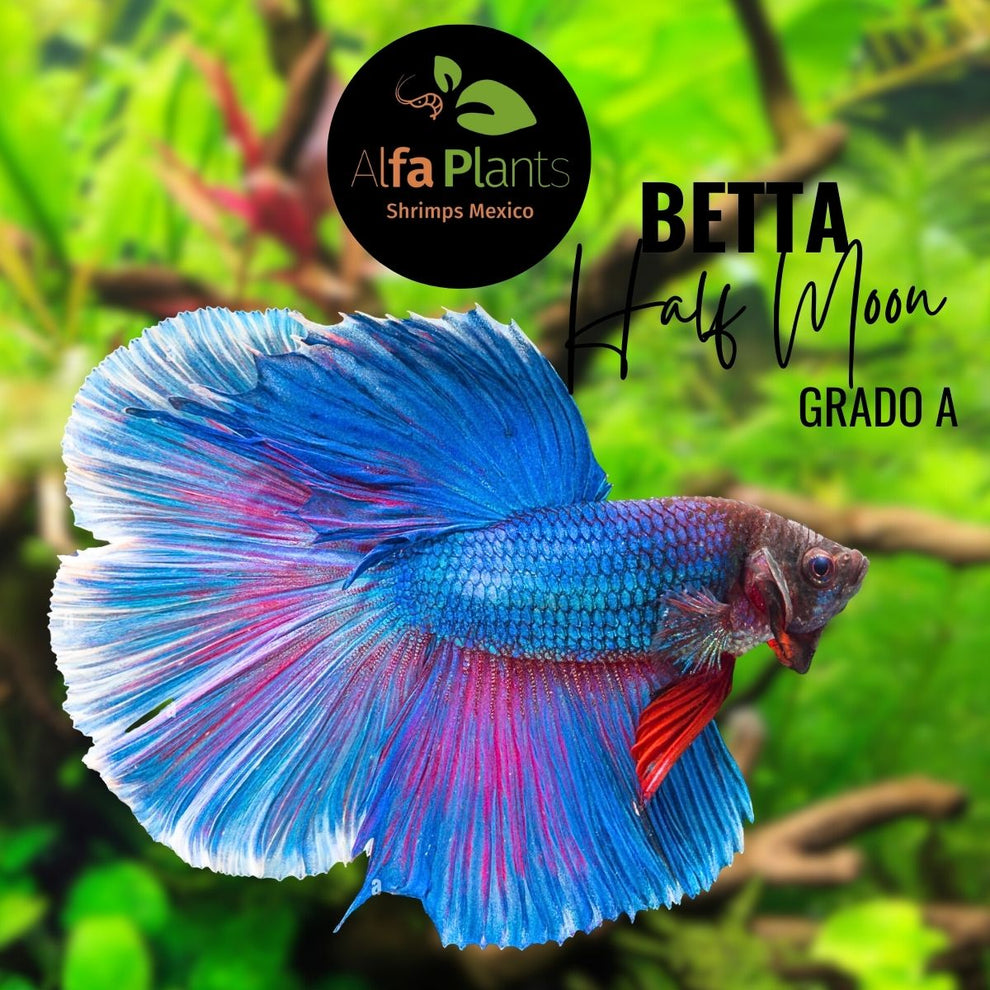 Pez Betta Half Moon Grado A Macho – Alfa Plants Shrimps México