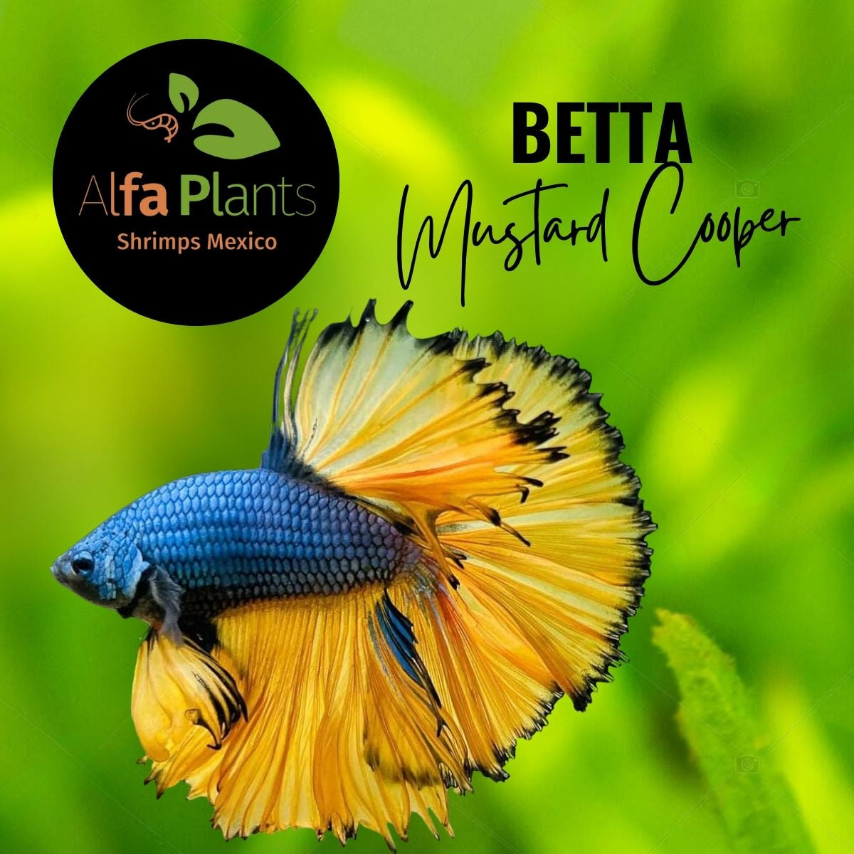 Pez Betta Half Moon Mustard Cooper Macho – Alfa Plants Shrimps México
