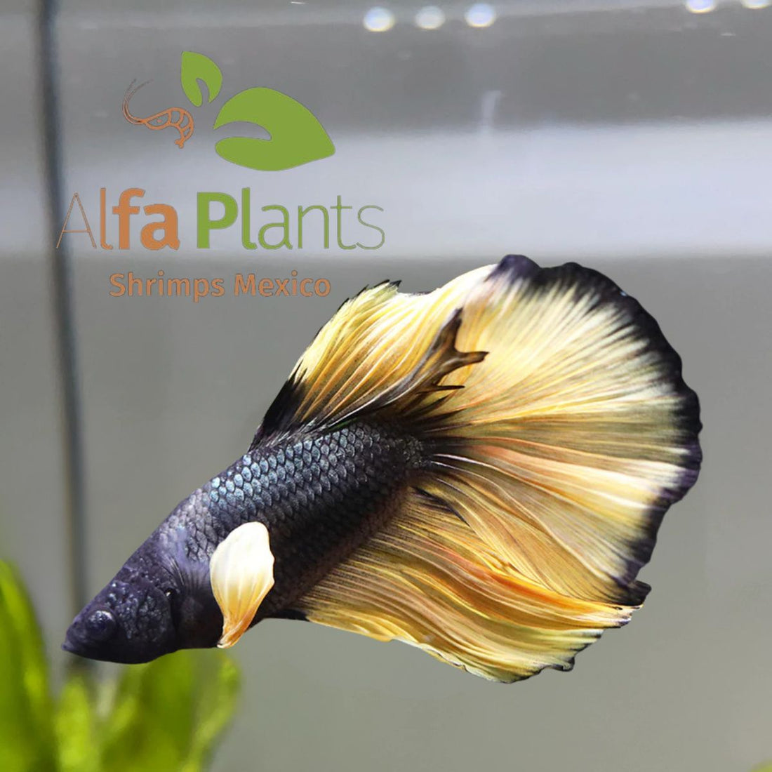 Pez Betta Half Moon Mustard Cooper Macho – Alfa Plants Shrimps México