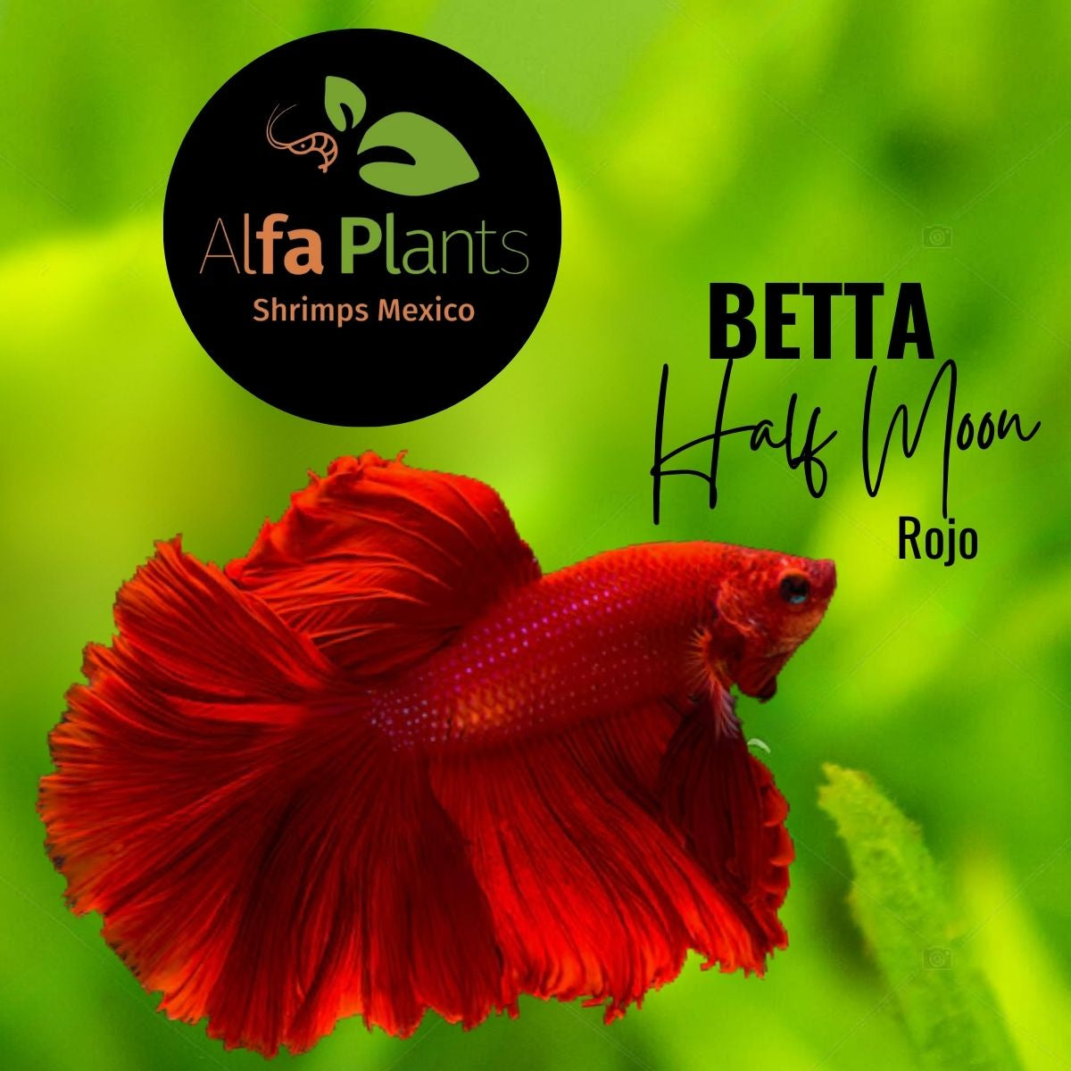 Pez Betta Half Moon Rojo Macho – Alfa Plants Shrimps México