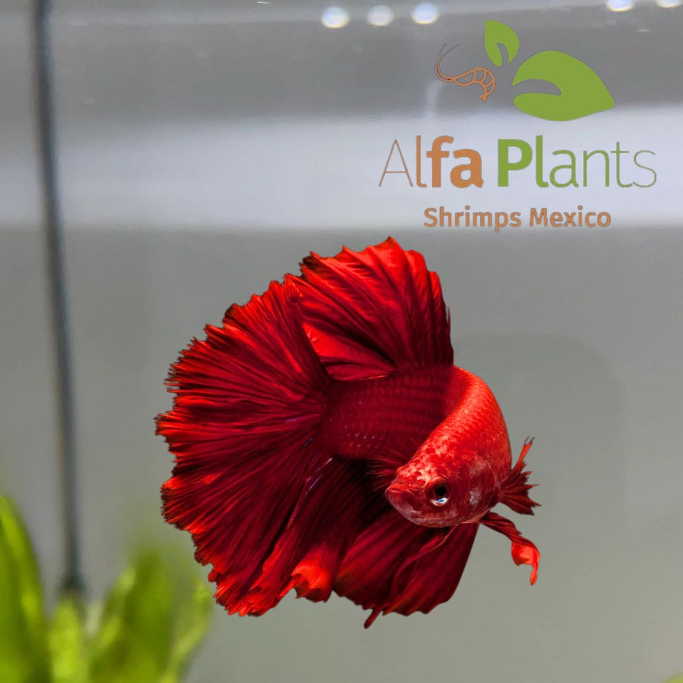 Pez Betta Half Moon Rojo Macho – Alfa Plants Shrimps México