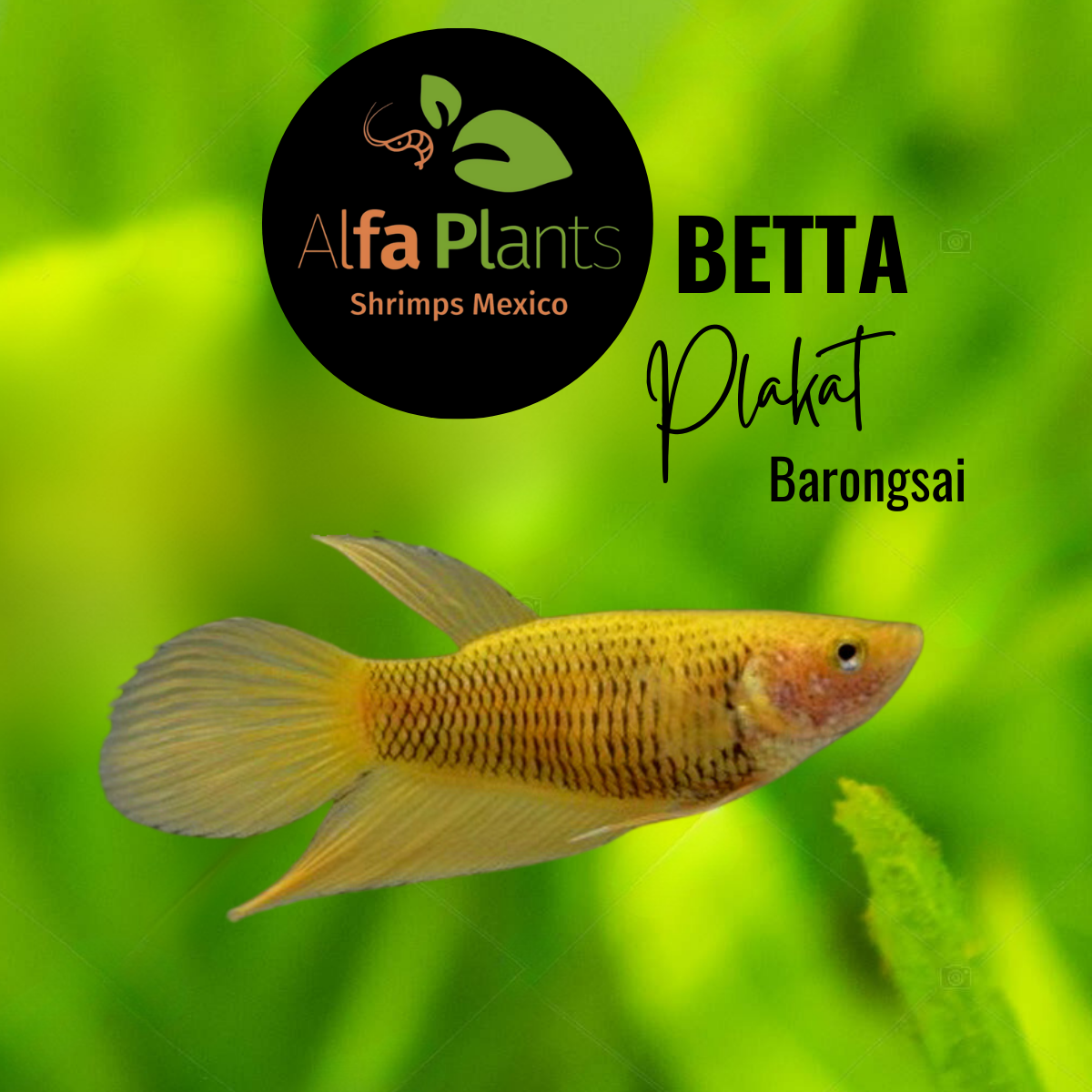 Pez Betta Plakat Barongsai Macho – Alfa Plants Shrimps México
