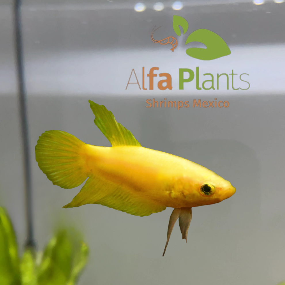 Pez Betta Plakat Barongsai Macho – Alfa Plants Shrimps México