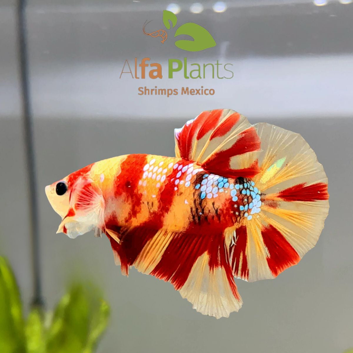 Pez Betta Koi Plakat Nemo – Alfa Plants Shrimps México