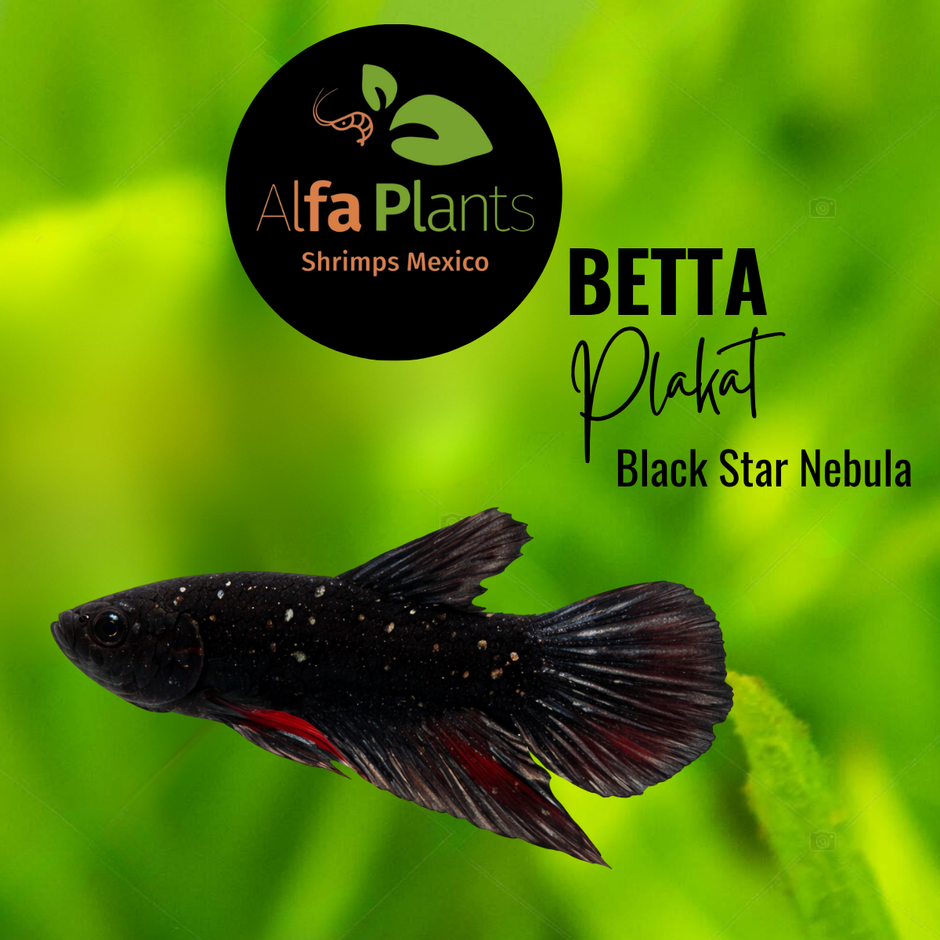 Peces Betta – Alfa Plants Shrimps México