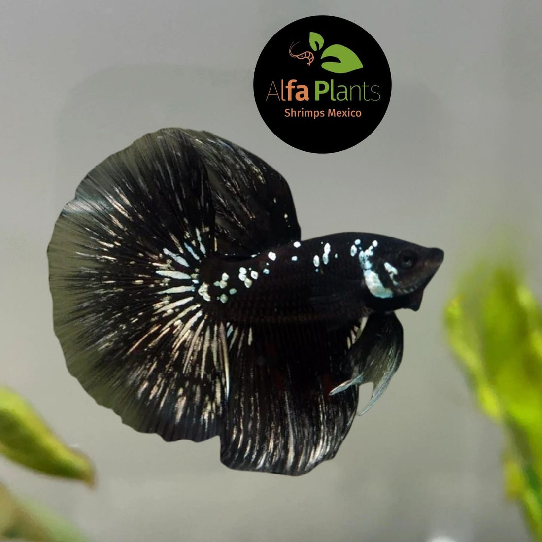 Pez Betta Half Moon Samurái Negro Macho – Alfa Plants Shrimps México