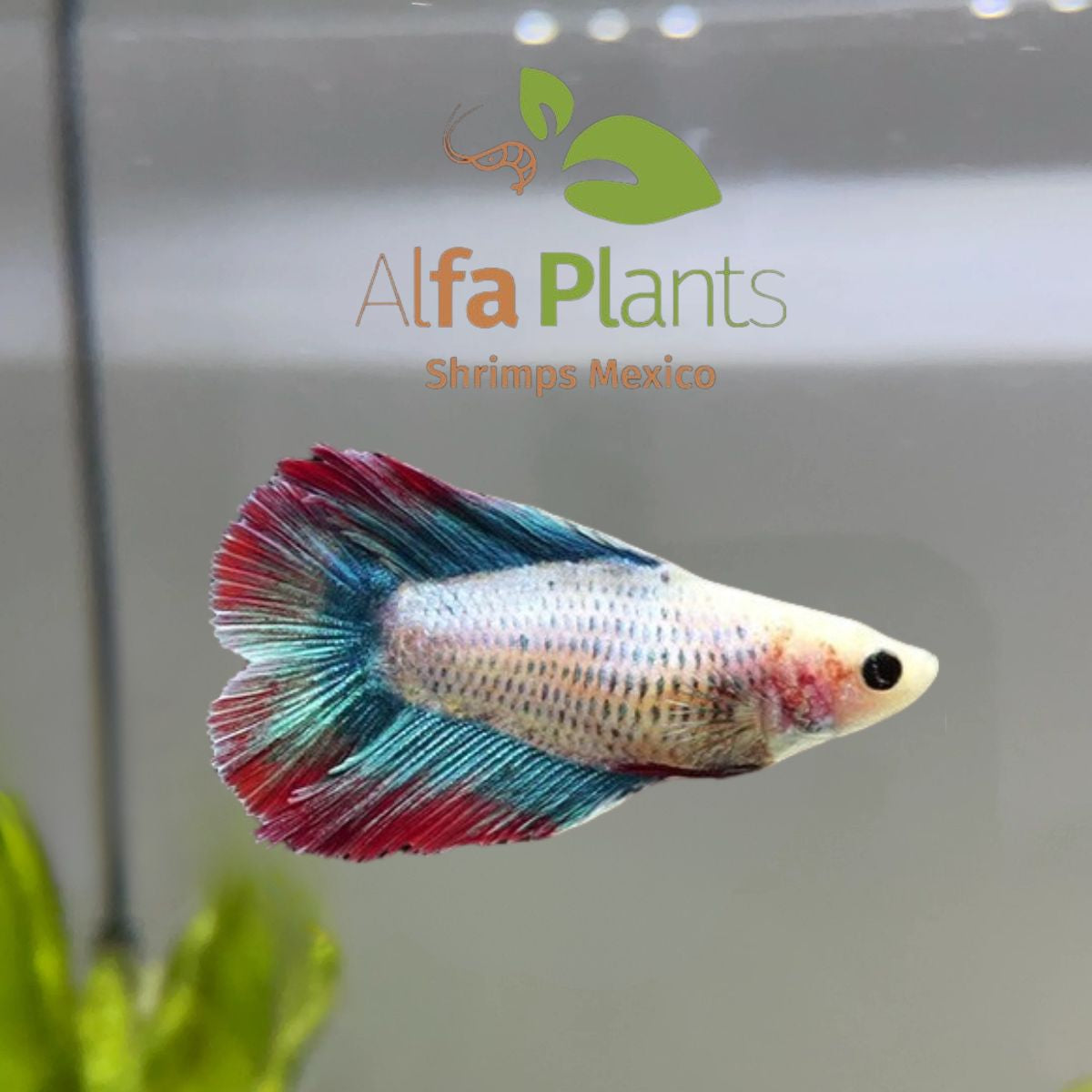 Pez Betta doble cola – Alfa Plants Shrimps México