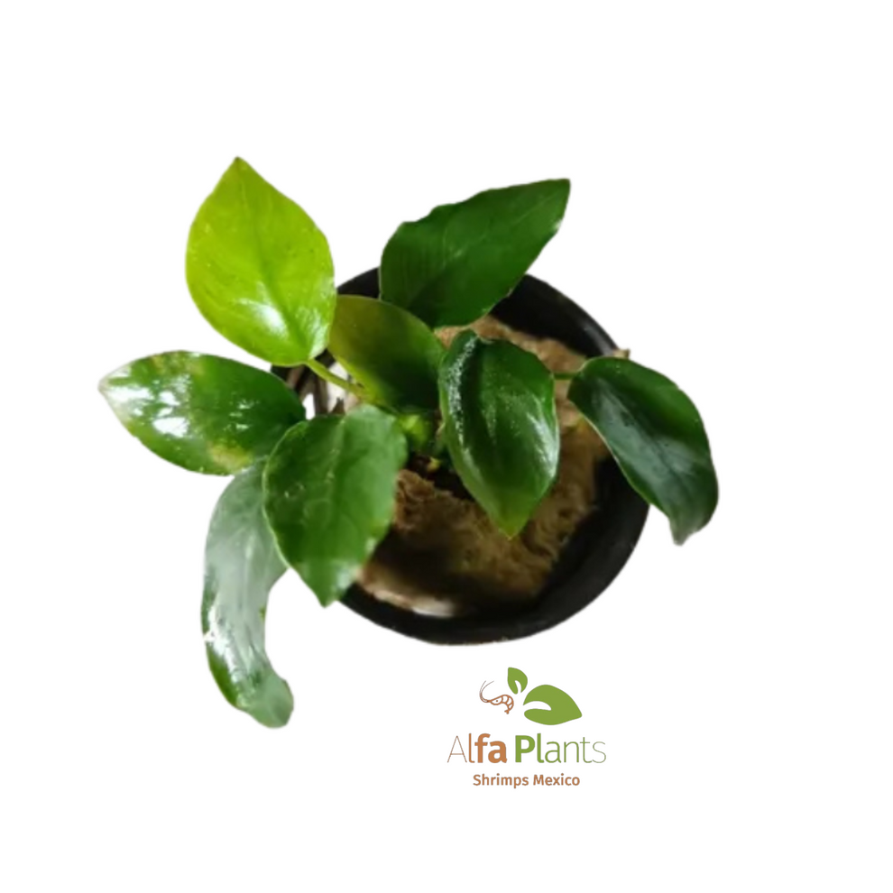 Anubias Nana Long Wavy – Alfa Plants Shrimps México