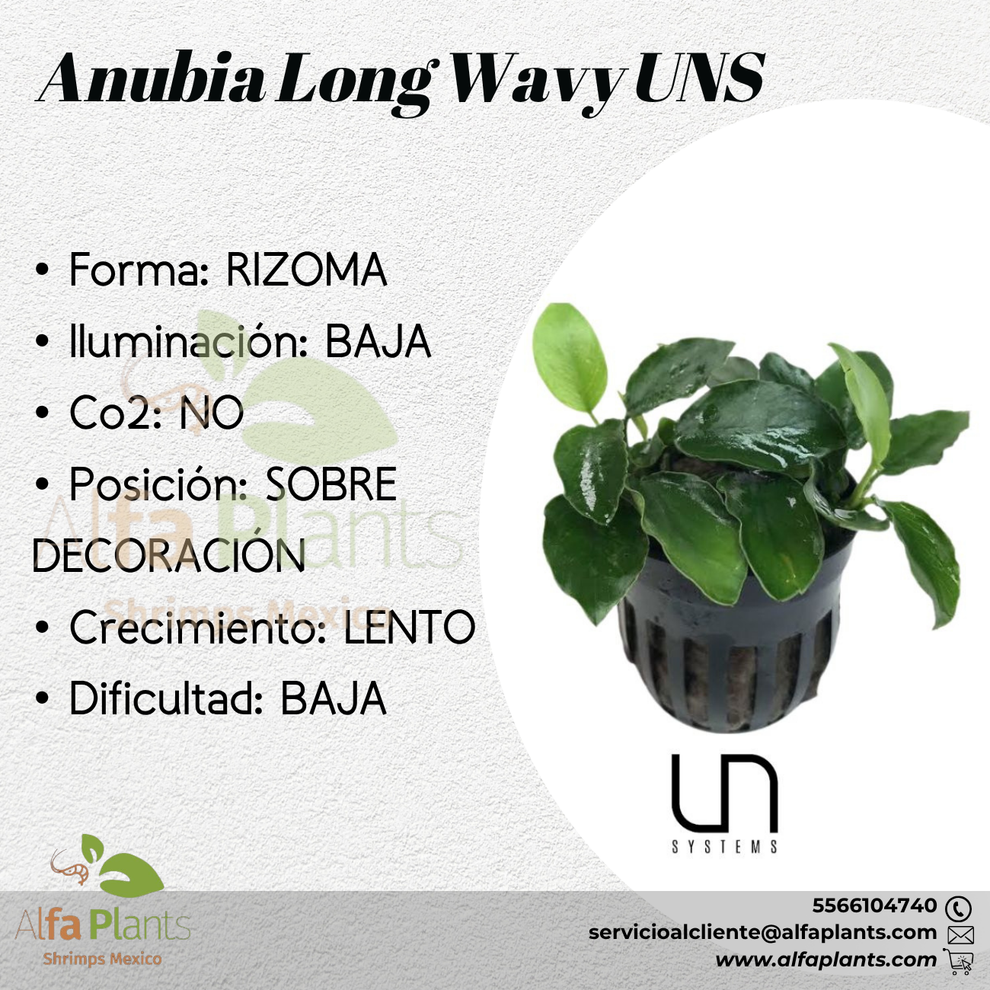 Anubias Nana Long Wavy – Alfa Plants Shrimps México