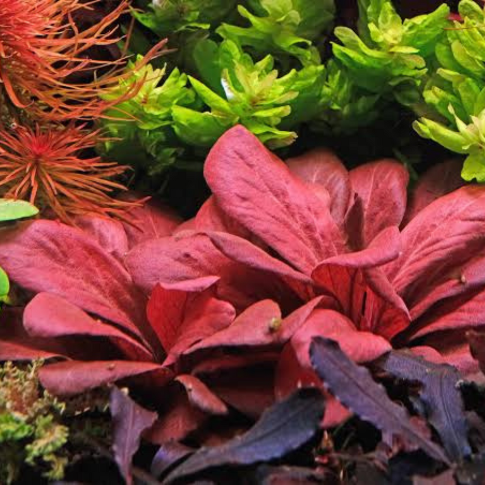 Samolus Parviflorus sp. Red – Alfa Plants Shrimps México