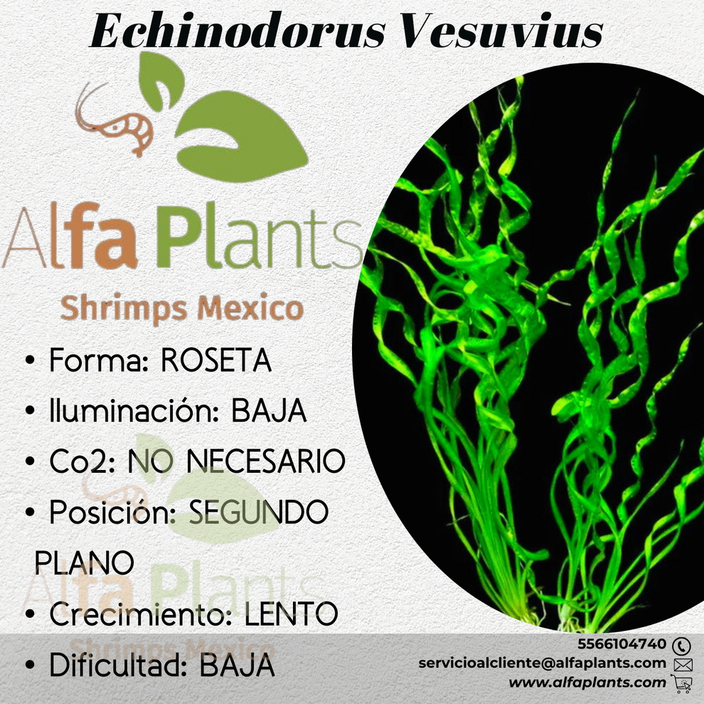 Echinodorus Vesuvius – Alfa Plants Shrimps México