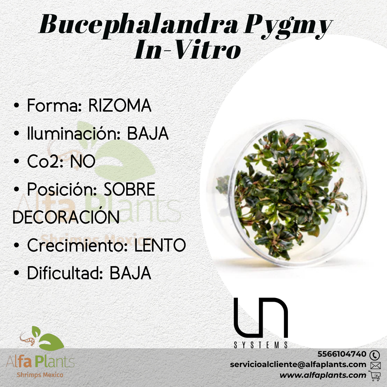 Bucephalandra Pygmy In-Vitro Ultum Nature Systems – Alfa Plants Shrimps ...