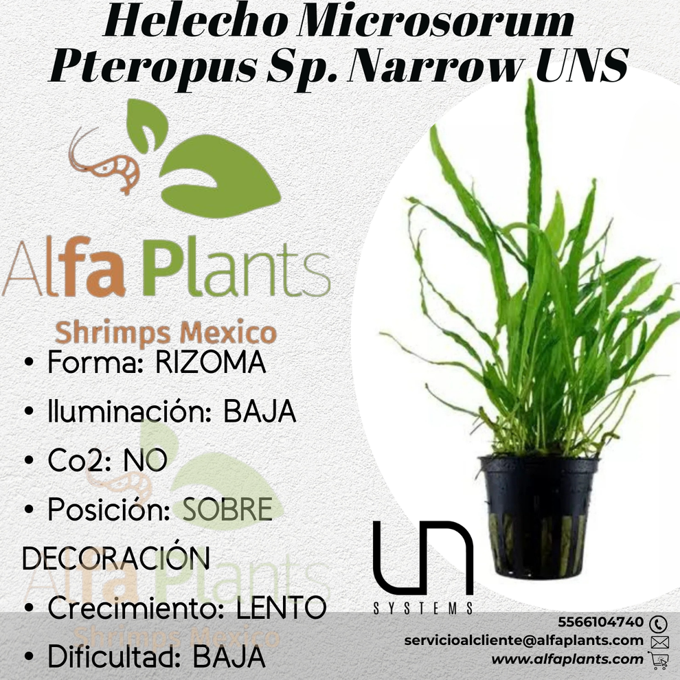 Helecho Microsorum Pteropus Narrow – Alfa Plants Shrimps México