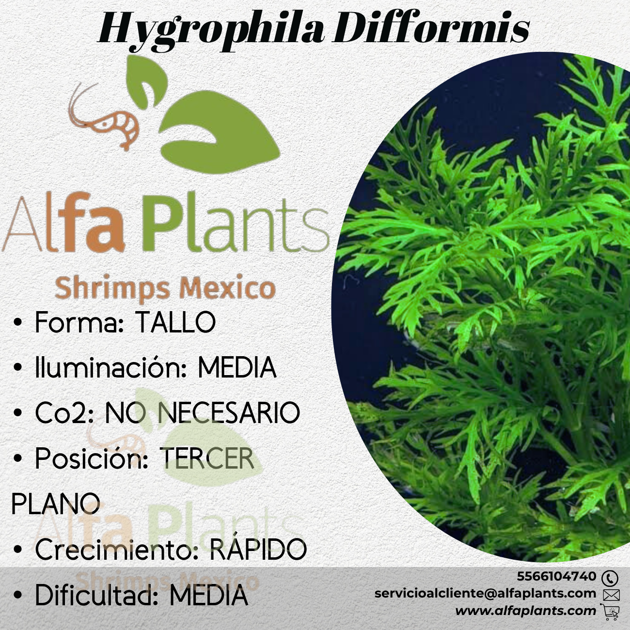 Hygrophila Difformis – Alfa Plants Shrimps México