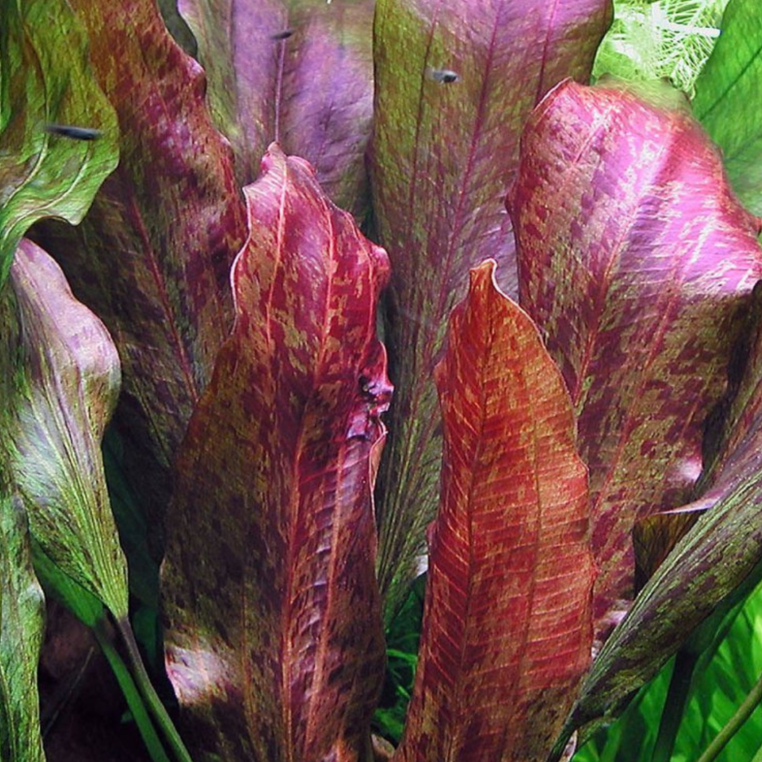 Echinodorus Red Flame – Alfa Plants Shrimps México
