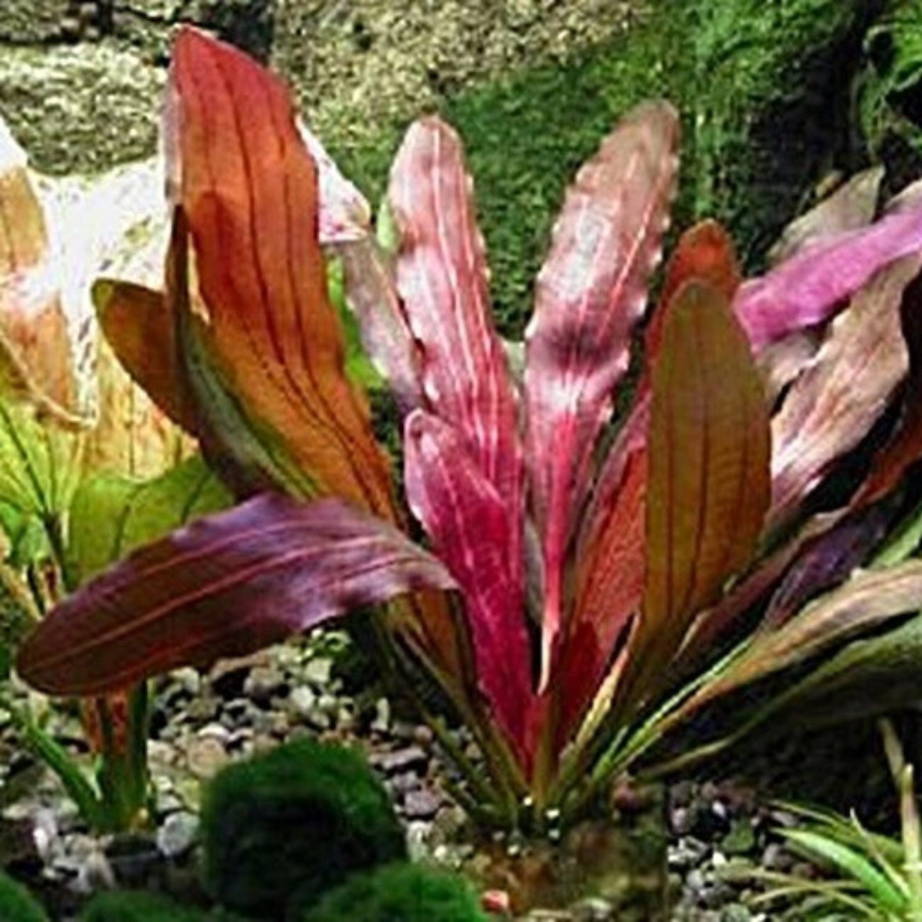 Echinodorus Red Flame – Alfa Plants Shrimps México